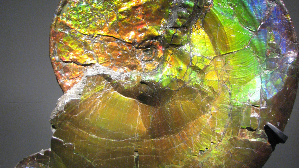 Ammolite - Few Minutes Knowledge